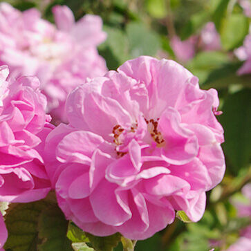 Shea Rose Liquid Soap | L'Occitane en Provence