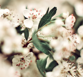 Forgotten Flowers Collection | L'Occitane en Provence